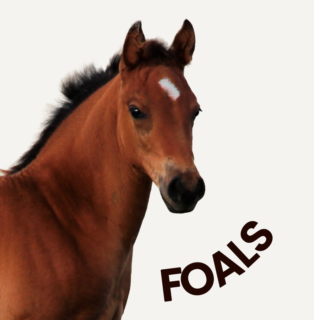 FOALS – Organnact